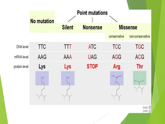 Mutation gene and chromosomal | PPTX