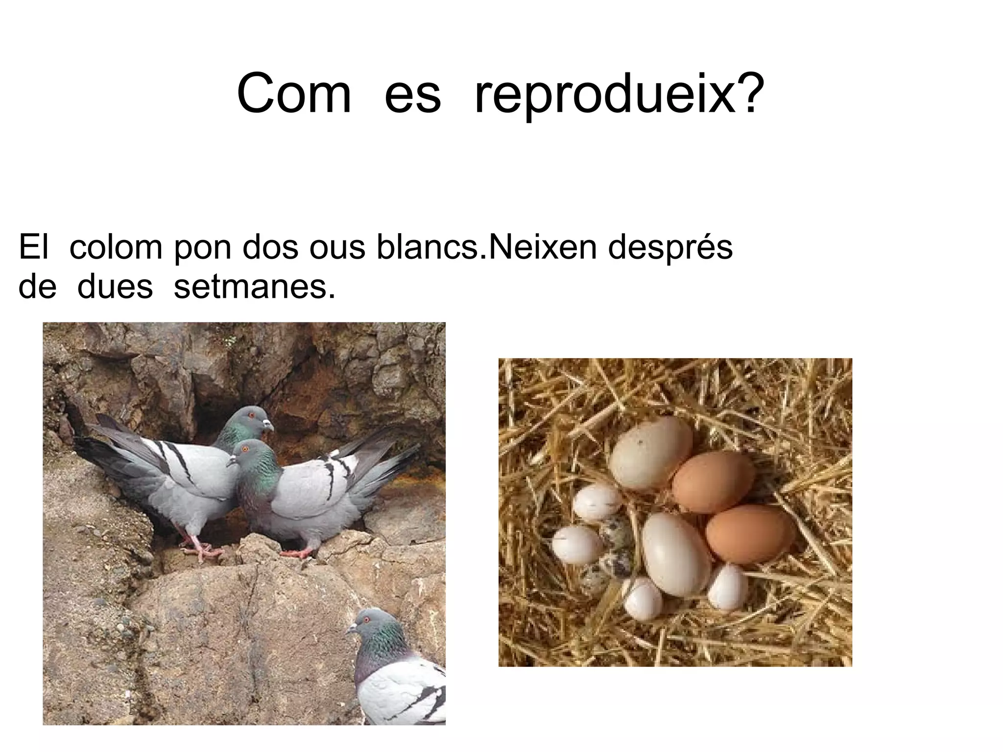 Colom | ODP