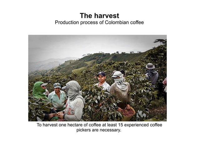 Colombian Coffee production and Coffe Cultural Landscapes of Colombia ...