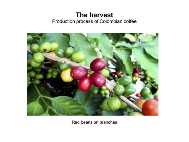 Colombian Coffee production and Coffe Cultural Landscapes of Colombia ...