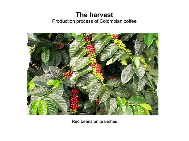 Colombian Coffee production and Coffe Cultural Landscapes of Colombia ...