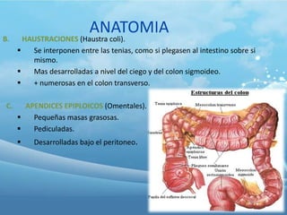Colon, Intestino Grueso | PPTX