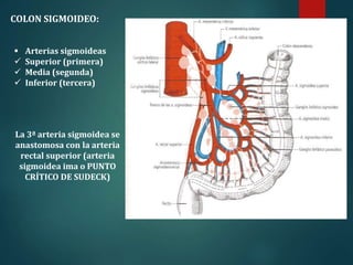 Anatomia Do colon | PPTX