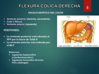 Anatomia Do colon | PPTX