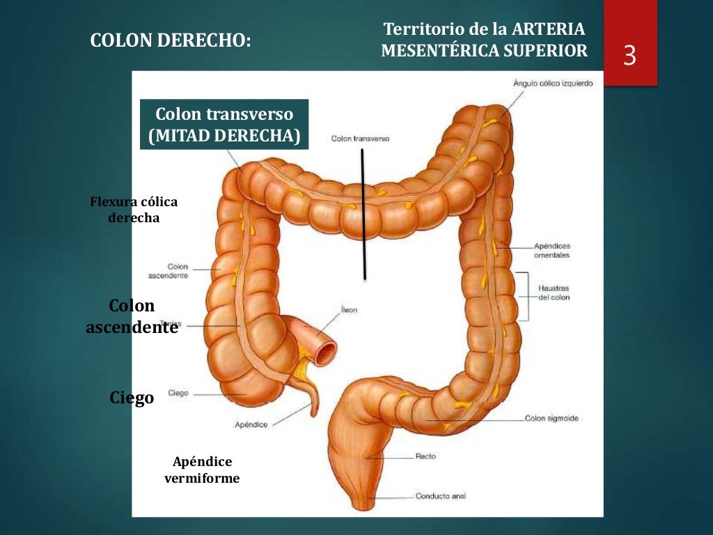 ângulo Esplênico Do Cólon - RETOEDU