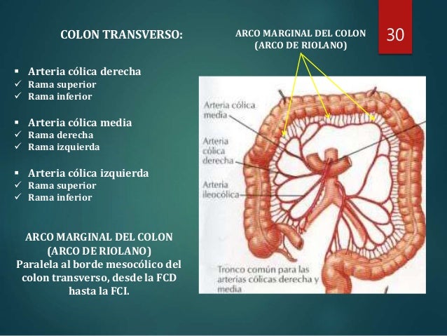 Vasa Recta Colon