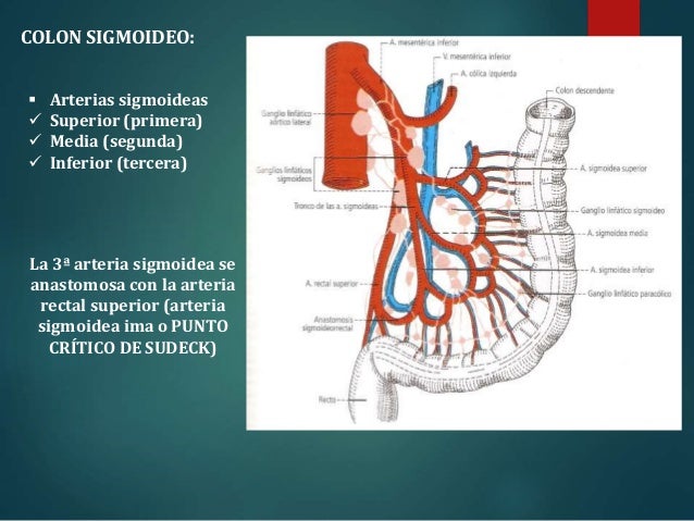 Anatomia Do colon