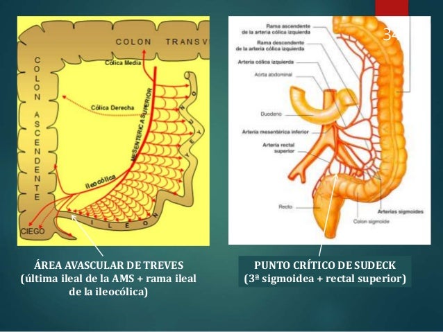 Anatomia Do colon