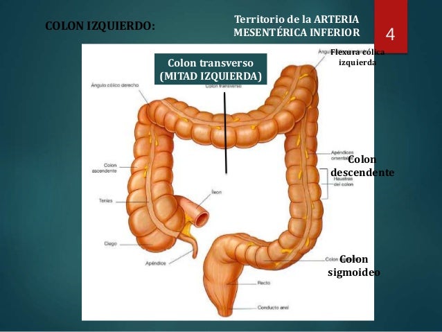 Qué Es El Colon Descendente _ Histologie Colon – KCSKS