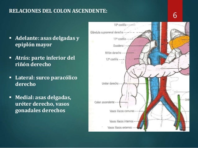 Anatomia Do colon