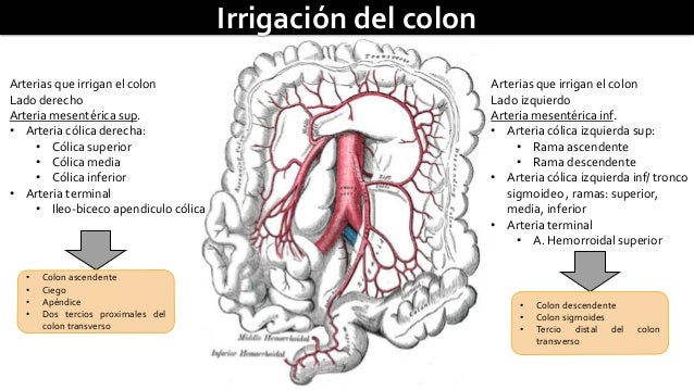 Colon anatomia y fisiologia