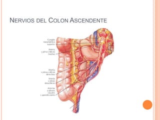 Anatomía del Intestino Grueso | PPTX