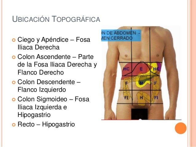 Anatomía del Intestino Grueso