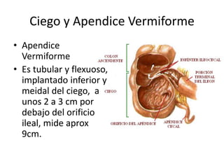 Anatomia del Intestino Grueso | PPTX