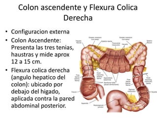 Anatomia del Intestino Grueso | PPTX