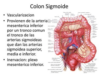 Anatomia del Intestino Grueso | PPTX