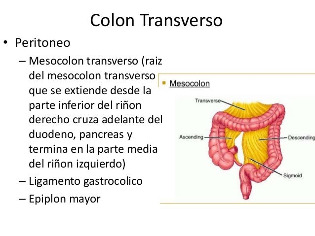 Anatomia del Intestino Grueso