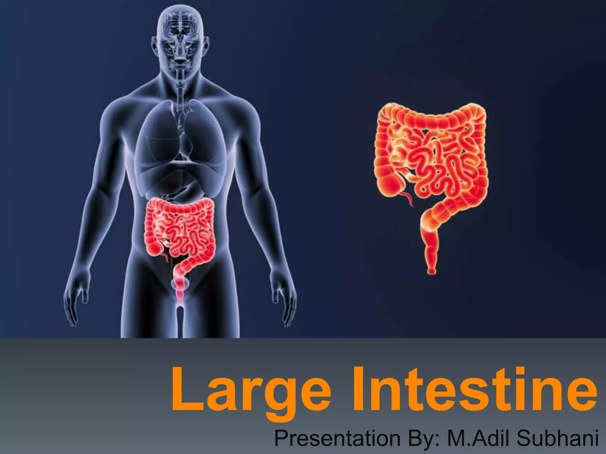 Colon/Large Intestine. | PPT