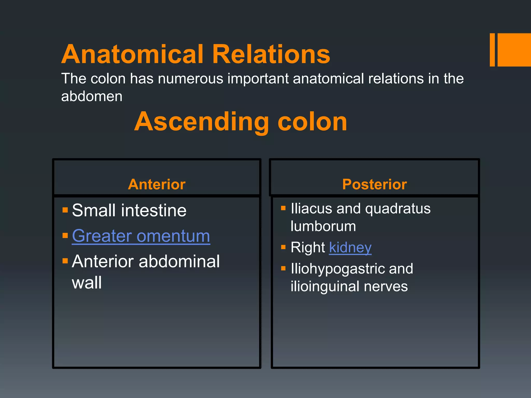 Colon/Large Intestine. | PPT