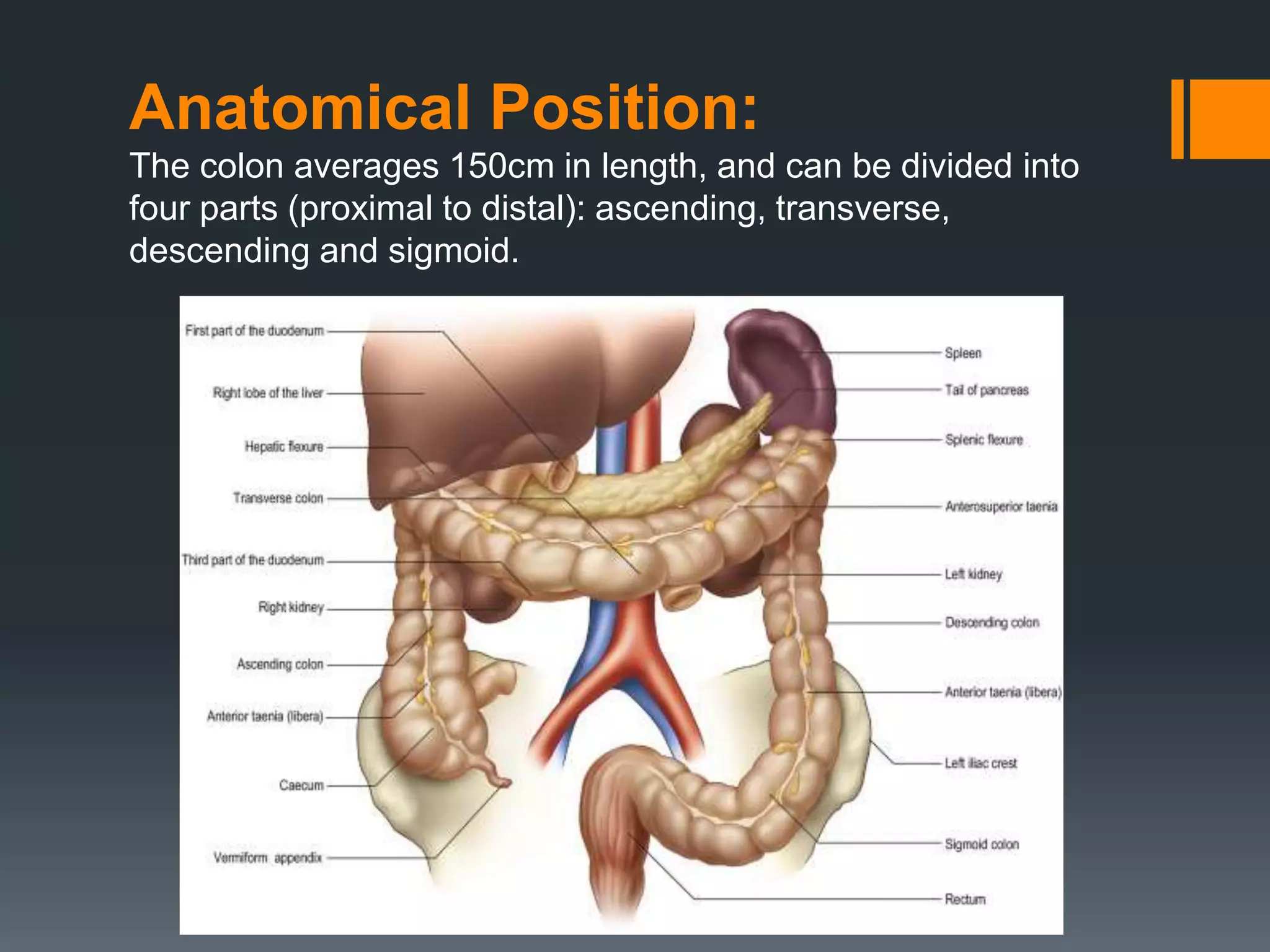 Colon/Large Intestine. | PPT
