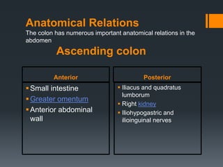 Colon/Large Intestine. | PPT