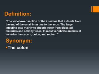 Colon/Large Intestine. | PPT