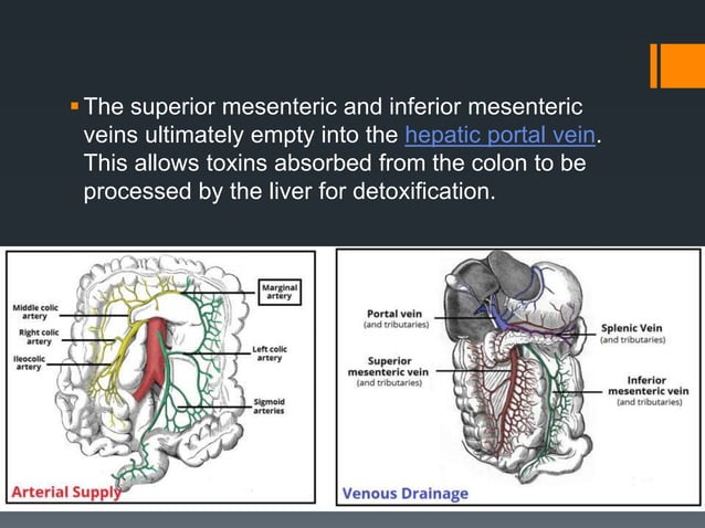 Colon/Large Intestine. | PPT