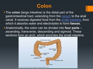 Colon/Large Intestine. | PPT