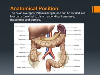 Colon/Large Intestine. | PPT