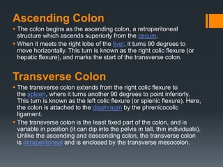 Colon/Large Intestine. | PPT