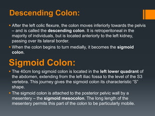 Colon/Large Intestine. | PPT