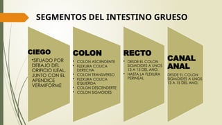 COLON.pptx anatomía, irrigación y drenaje | PPTX