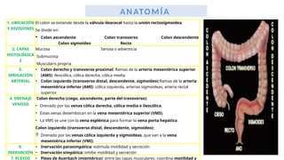 COLON ANATOMIA Y FISIOLOGIA DE INTESTINO | PPTX