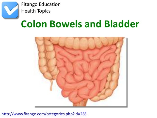 Colon Bowels and Bladder