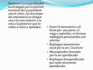 Colon dr jorgerua-udabol | PPT