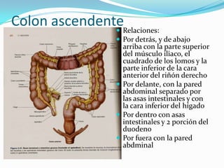 Colon dr jorgerua-udabol | PPTX