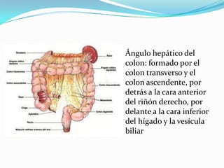 Colon dr jorgerua-udabol | PPTX