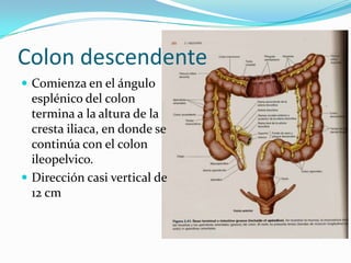 Colon dr jorgerua-udabol | PPTX