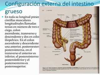 Colon dr jorgerua-udabol | PPTX