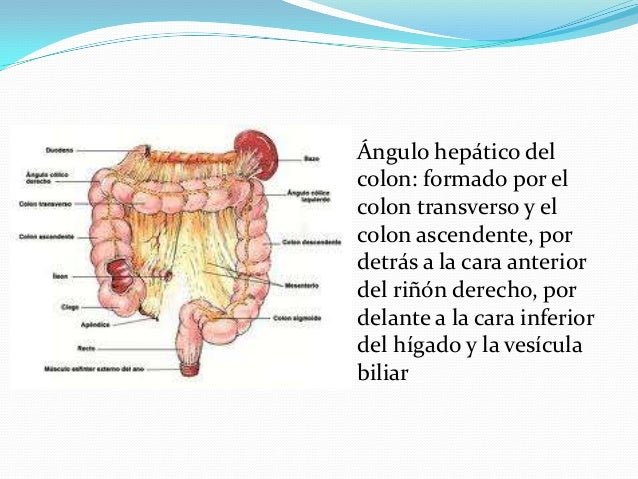 Colon dr jorgerua-udabol