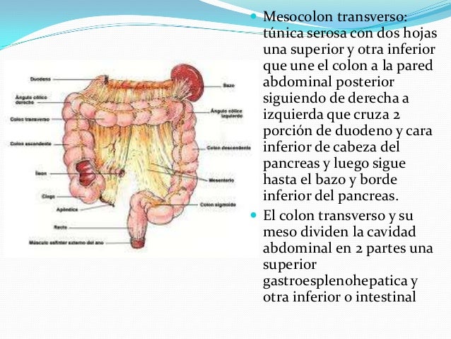 Colon dr jorgerua-udabol