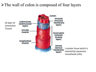 Colon specific drug delivery system | PPTX