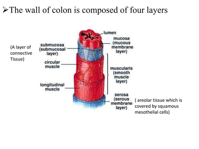 Colon specific drug delivery system | PPTX | Digestive Disorders ...