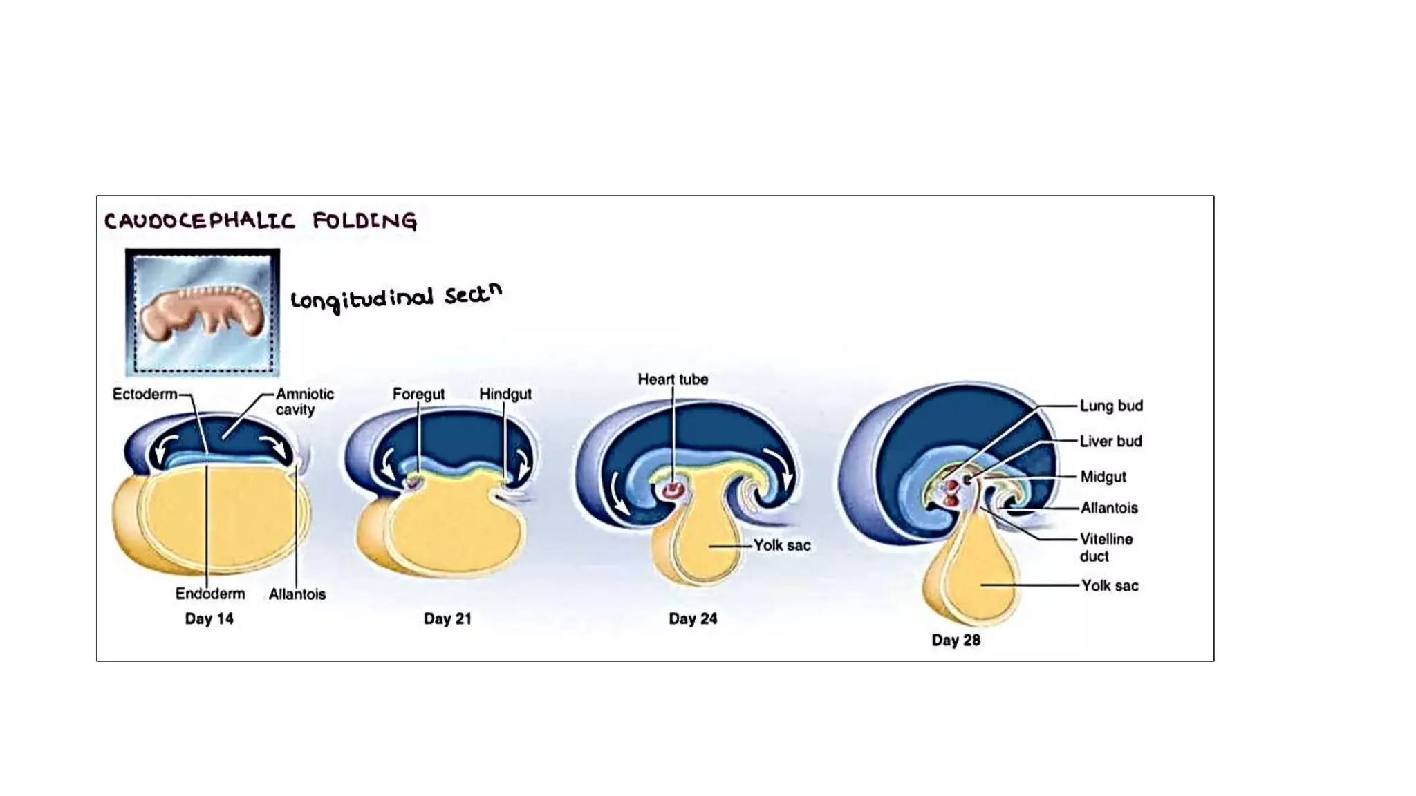 Colon anatomy | PPTX