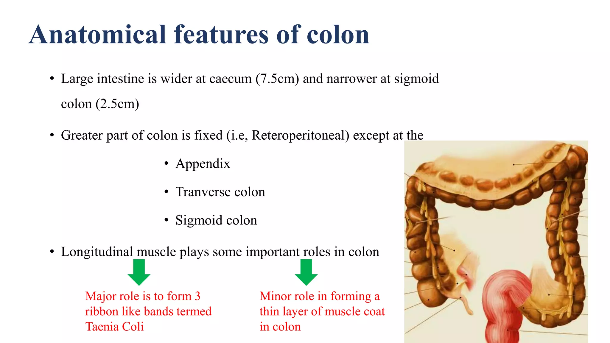 Colon anatomy | PPTX