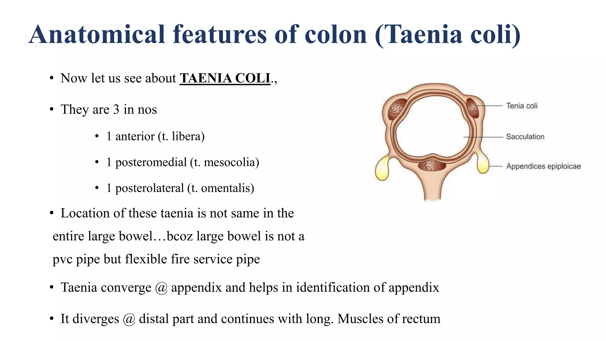 Colon anatomy | PPTX
