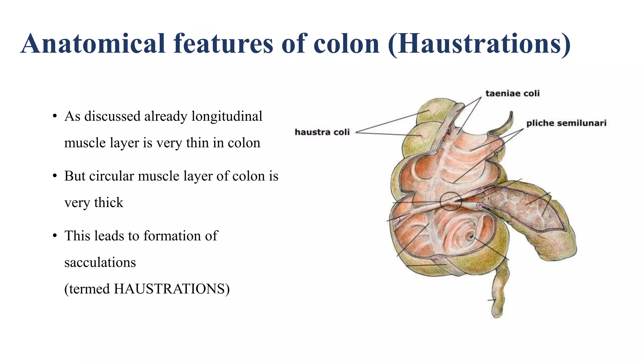 Colon anatomy | PPTX