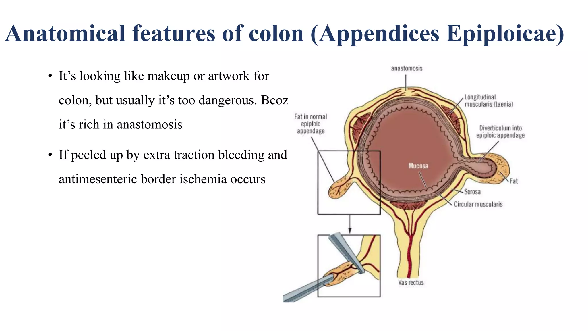 Colon anatomy | PPTX