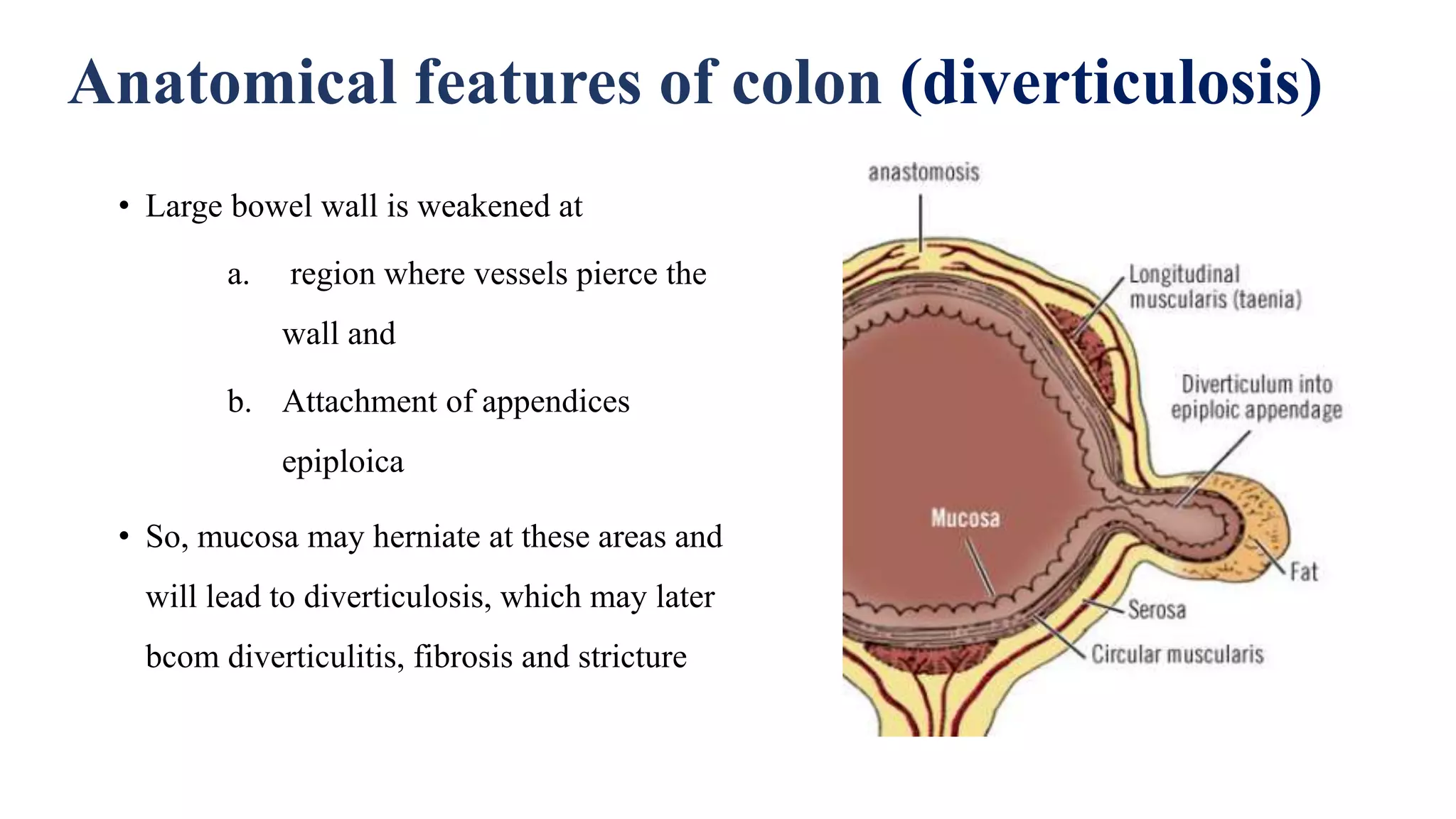 Colon anatomy | PPTX