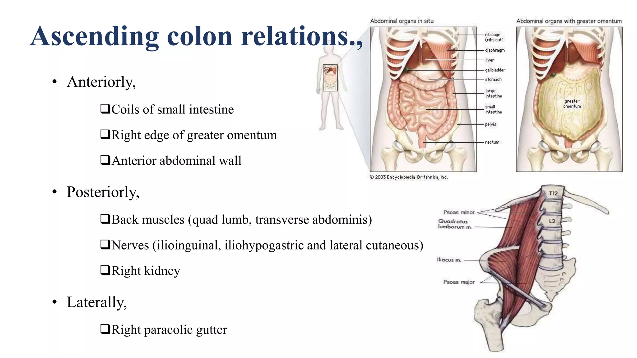 Colon anatomy | PPTX